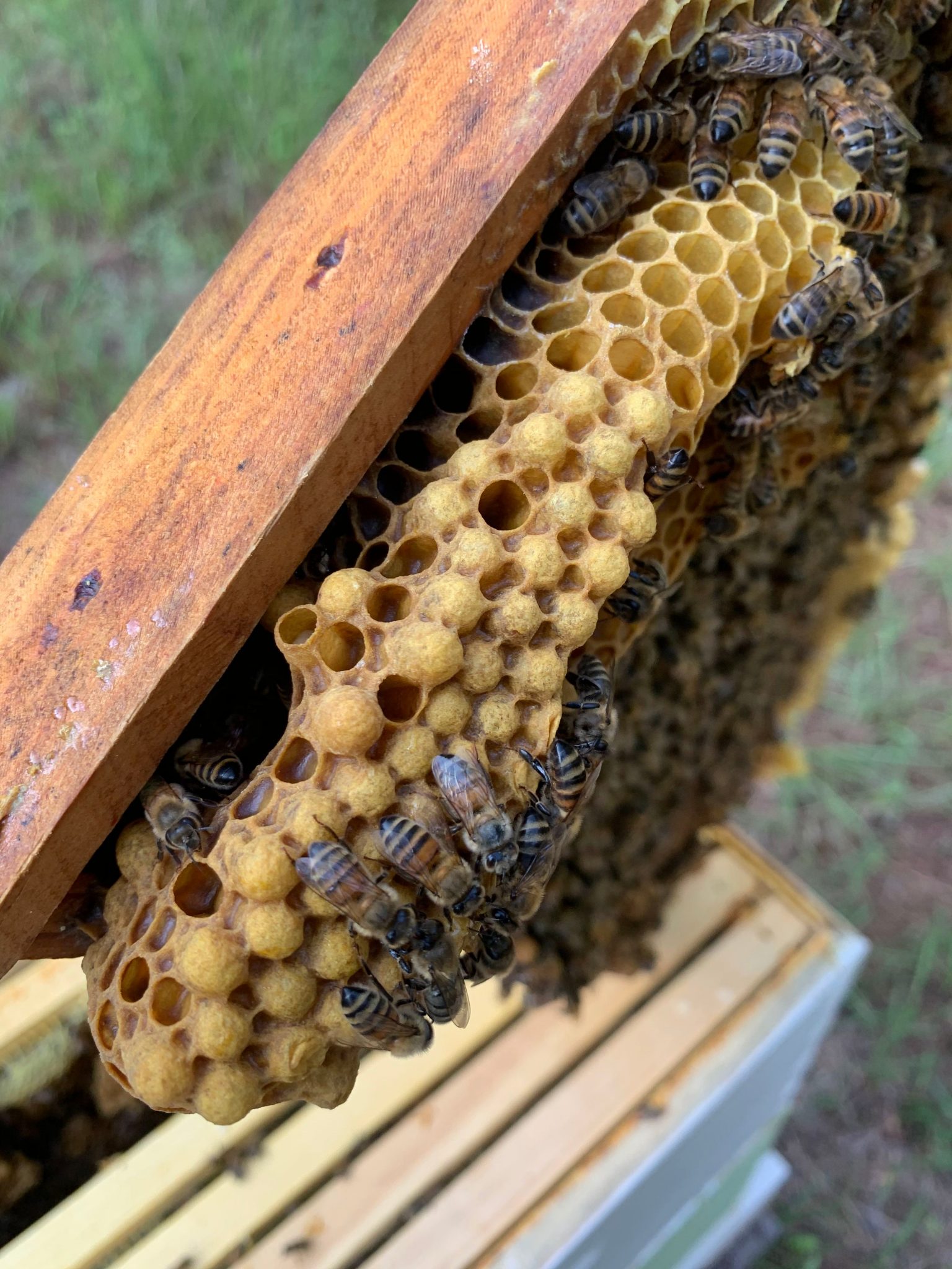 Types of Comb and What They Tell Us About Our Bees - Backyard Beekeeping